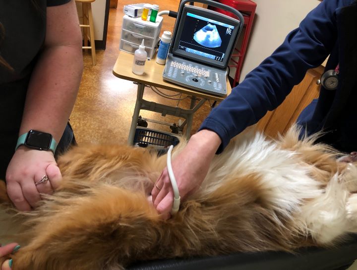 Veterinary Ultrasound Dog Ultrasound In Gainesville Veterinary Ultrasound Dog Ultrasound In Gainesville